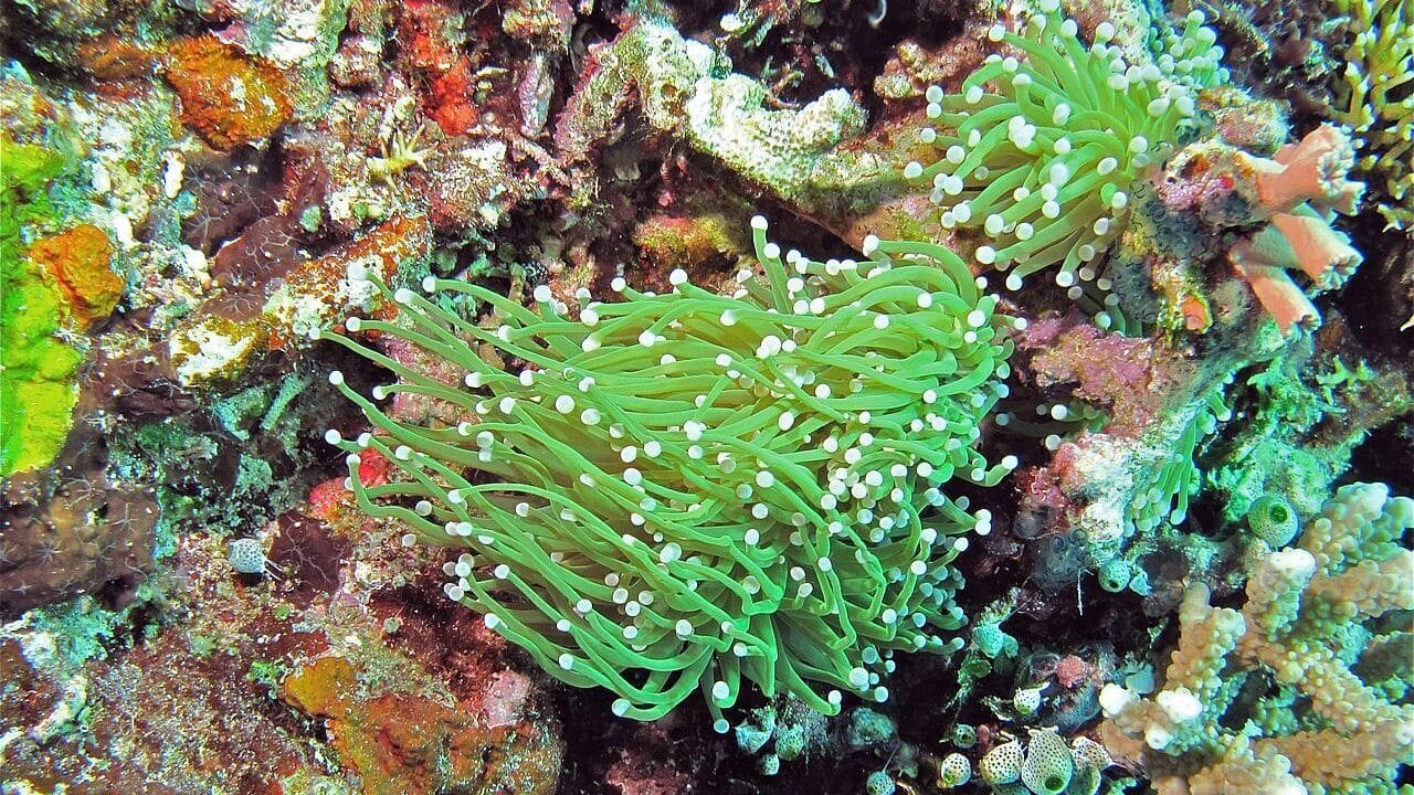 Euphyllia : Tout sur ces beaux coraux durs