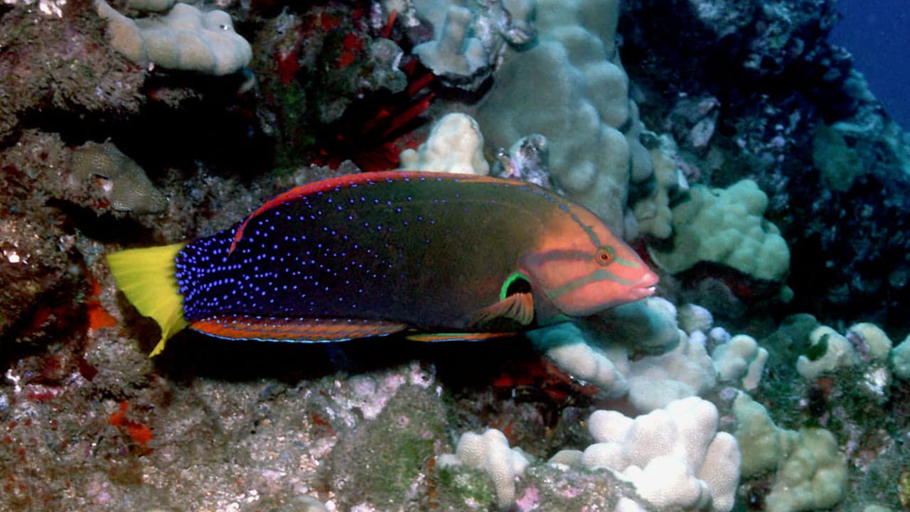 Coris : Tout savoir sur ce poisson d'eau de mer