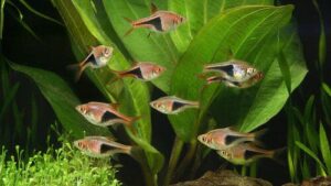 Rasbora arlequin : Tout sur ce poisson d'Eurasie